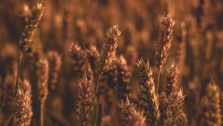 When To Plant Rye Grass? (Fully Explained Inside!)