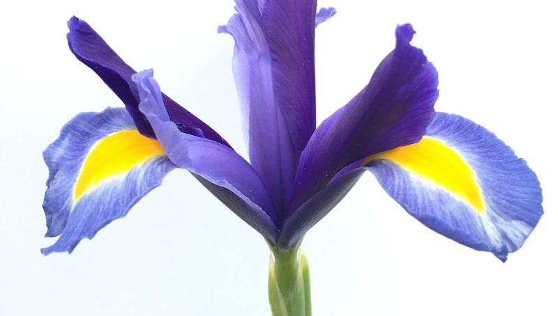 How To Plant Wild Iris Seeds? (Explained for Beginners)