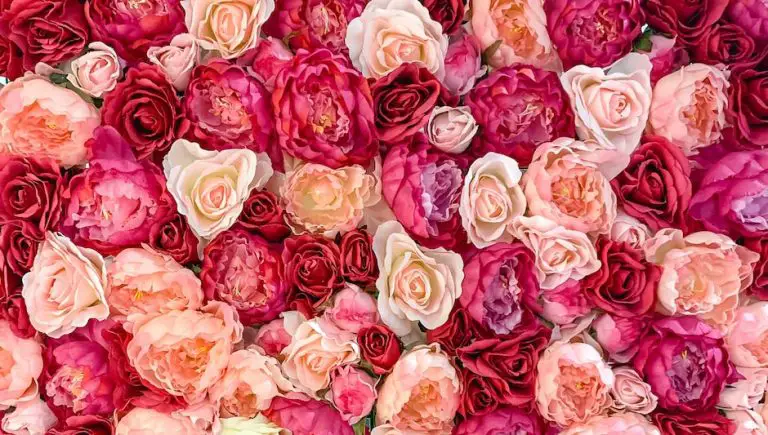 What Compost For Roses? With The Clearest Explanation