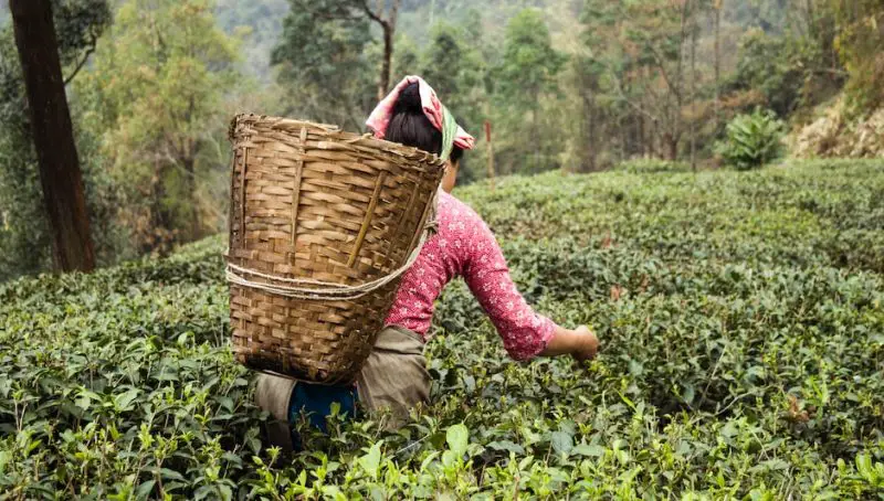 How To Dilute Tea Tree Oil? (Here's What People Don't Know)