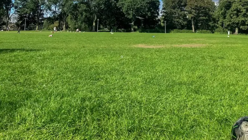 How To Seed A Lawn From Scratch? (Finally Explained!)