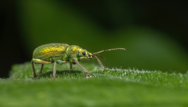 What Is Aphid Honeydew? You Should Absolutely Know This!