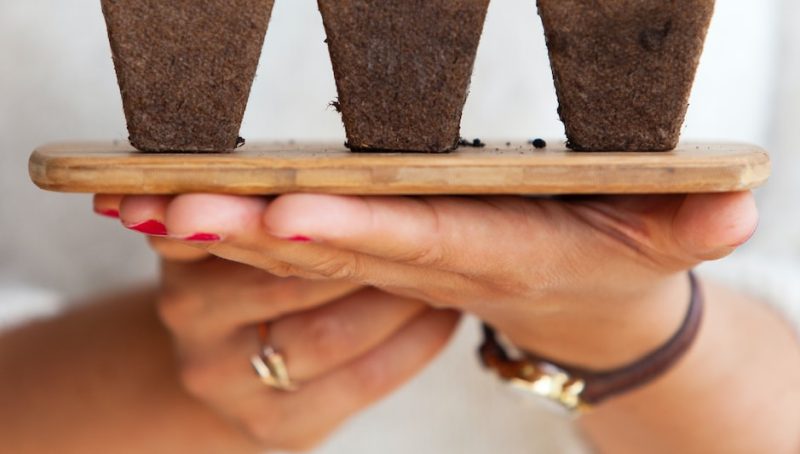 How To Germinate Tangerine Seeds? (Explained for Beginners)