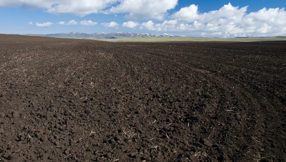 What Is The Best Drought Resistant Grass Seed Fully Explained