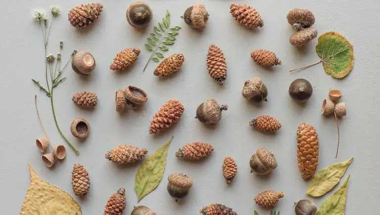 How To Plant An Acorn To Grow An Oak Tree? (Helpful Examples)