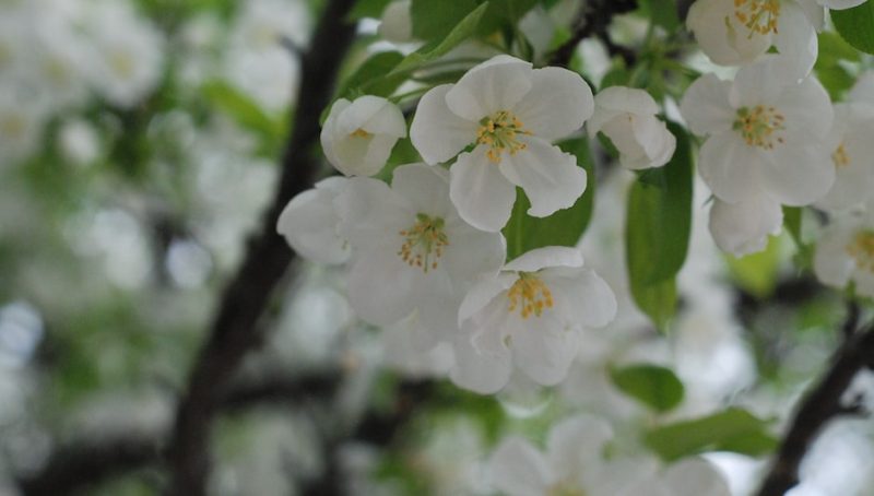 How Fast Do Crabapple Trees Grow? (Explanation Inside!)