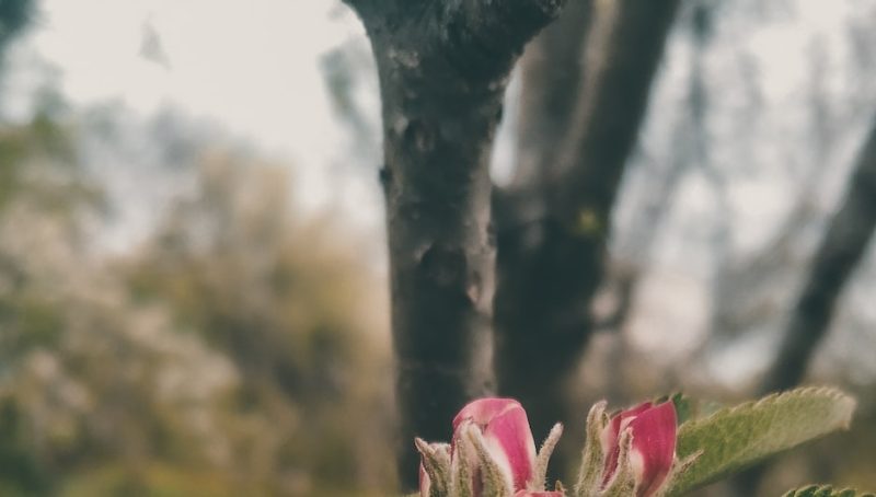 How Can Wind Help Maple Seeds Travel? (Important Facts)