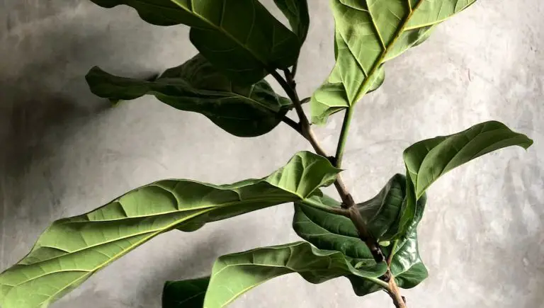 How To Prune A Fig Tree Diagram? (Easy & Clear Answer)