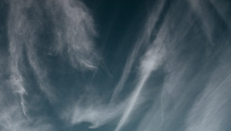 How Do Plants Purify Air? (Here's What You Should Know)