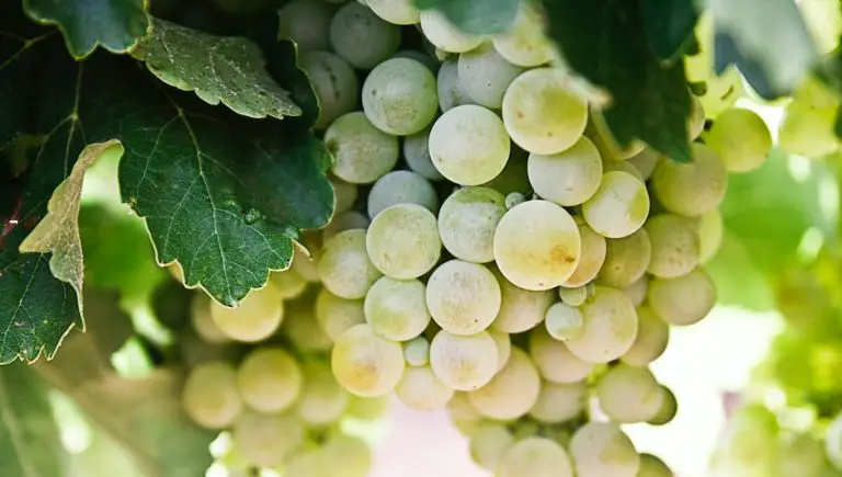 Why Do Seedless Grapes Have Seeds? (Explanation Revealed!) Why Do Seedless Grapes Have Seeds? (Explanation Revealed!)