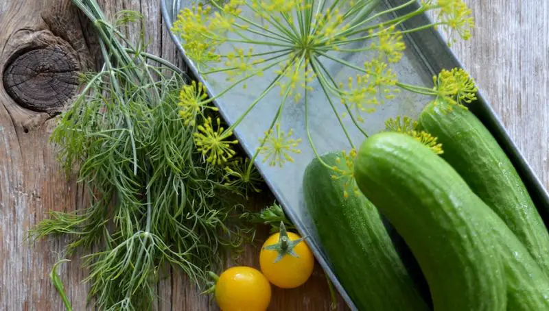 How Tall Do Mini Cucumber Plants Grow? (Detailed Guide)