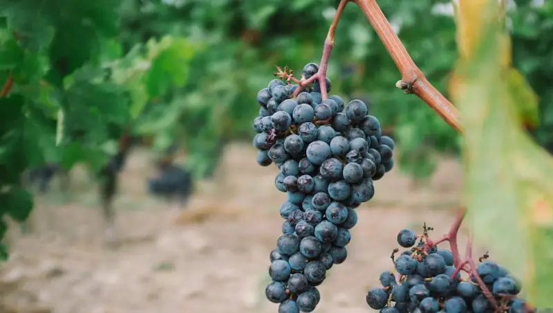Do Grapes Need Pollination • What People Don't Tell You
