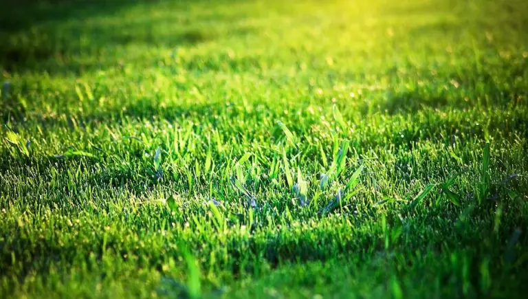 When Was The First Lawn Mower Invented? Finally Understand!