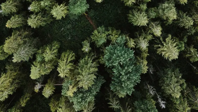 Where Do Evergreen Trees Grow? The Best Explanation