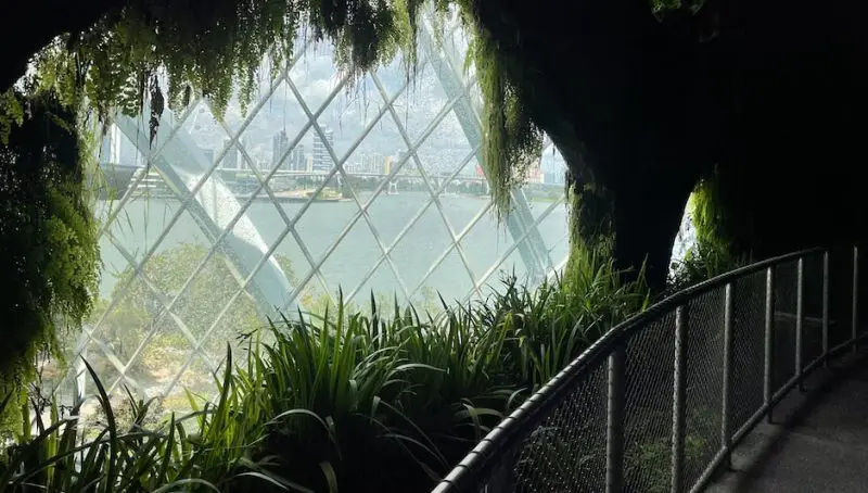 How Tall Do Bay Trees Grow? The Easiest Explanation