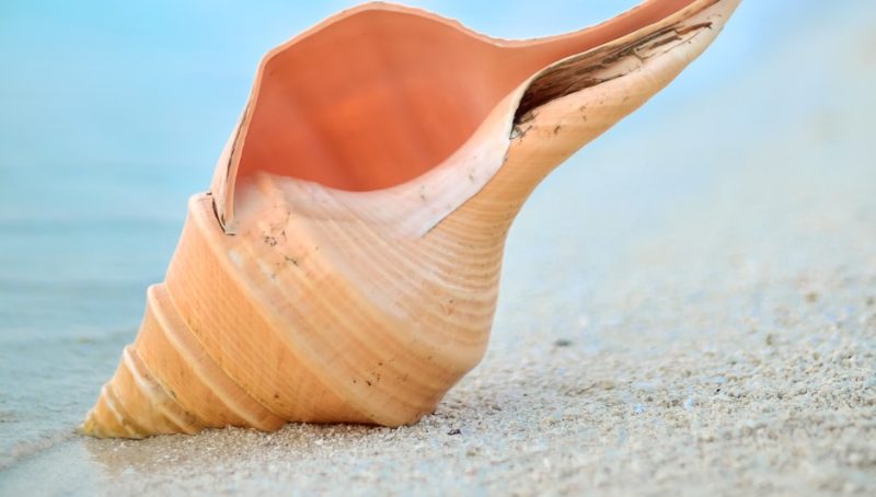 What Bug Leaves Its Shell On Trees? (Complete Answer)