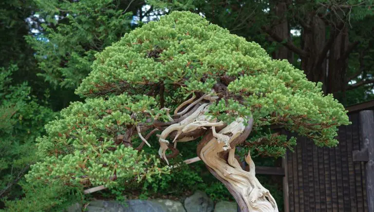 How Long Do Bonsai Trees Take To Grow? (Detailed Guide)