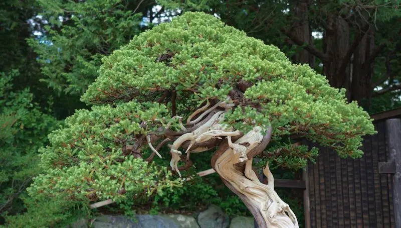How Long Do Bonsai Trees Take To Grow? (Detailed Guide)
