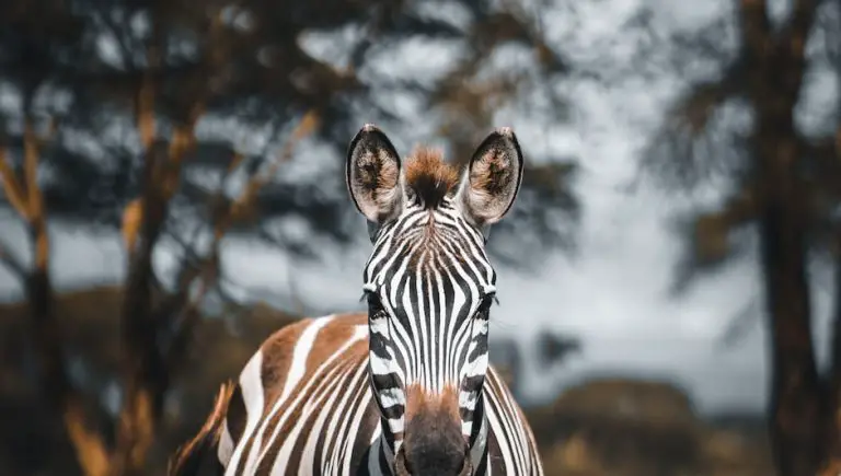 How To Grow Zebra Plant Succulent? (Described for Everyone)