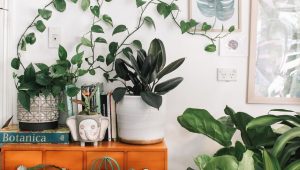 What Is Foliage? With The Clearest Explanation