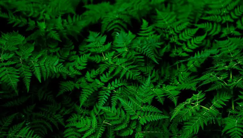 How To Start Seeds In Pods? The Ultimate Explanation