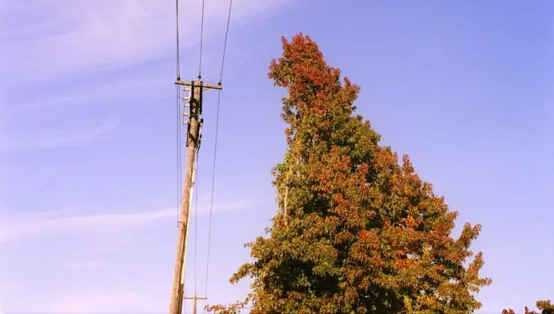 Are Prunes Dried Plums? Everyone Should Know This!