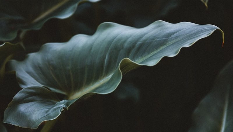 Why Are My Elephant Ears Drooping? (Described for Everyone)