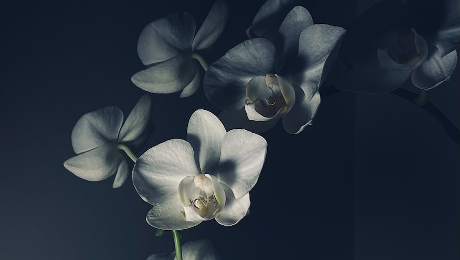 Can You Use Regular Potting Soil For Orchids? (1-minute Read) Can You Use Regular Potting Soil For Orchids? (1-minute Read)