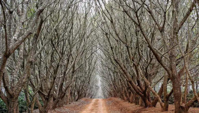 How Fast Do Mulberry Trees Grow? (Explained for Beginners)