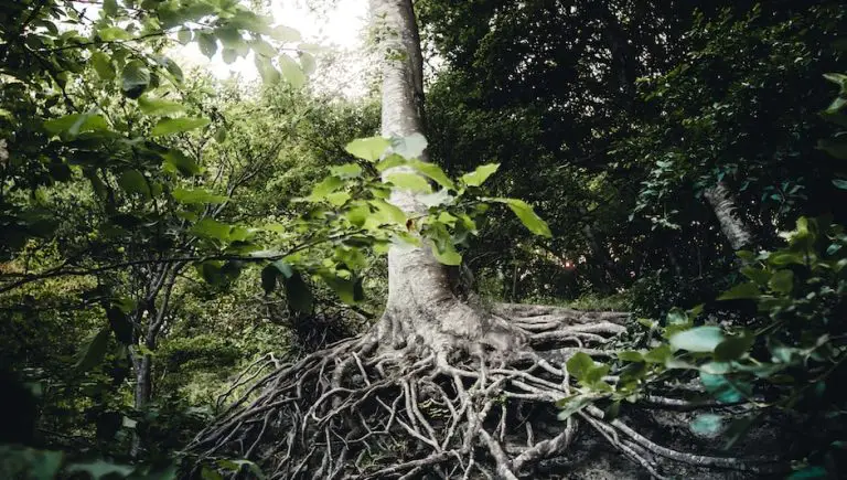 How To Clear Shrubs? Here's Everything You Should Know