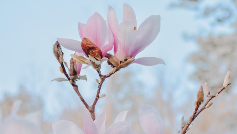 How Tall Do Cherry Trees Grow? (Finally Explained!)