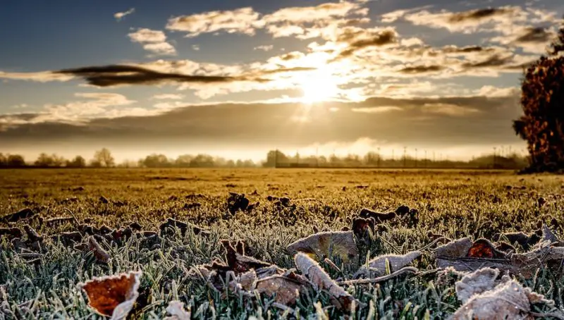 How To Eat Flax Seeds With Water? (Explanation Inside!)