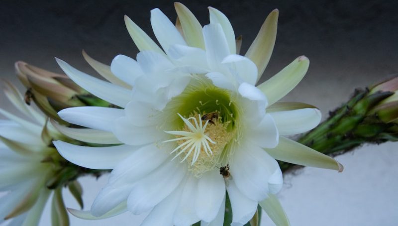 What Is San Pedro Cactus Powder? (Described for Everyone)