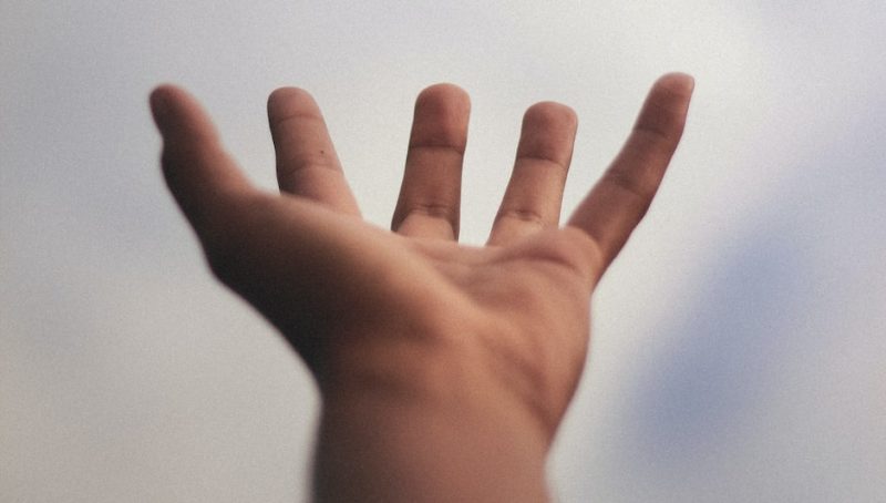 Can You Prune Cryptomeria? What People Don't Tell You