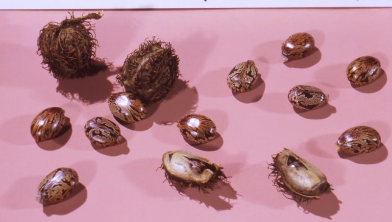 How To Make Ricin From Castor Seeds? (Answer Inside!)