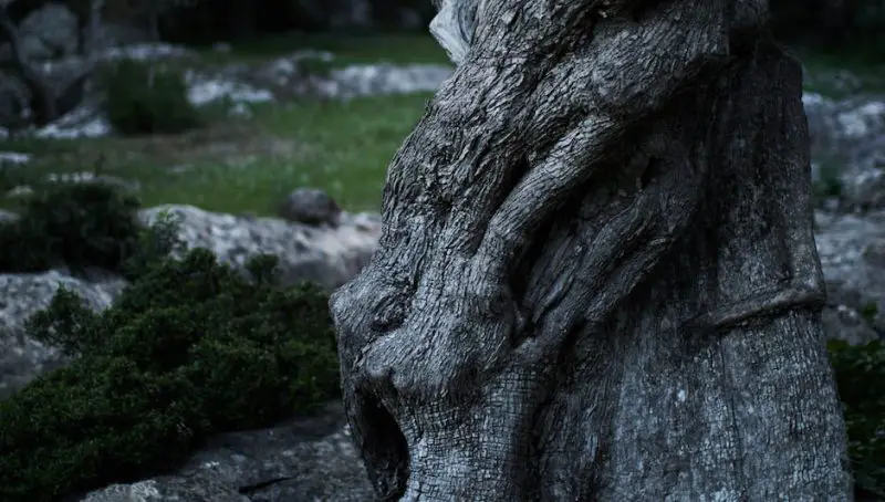 How Deep Do Grass Roots Grow? (Described for Everyone)