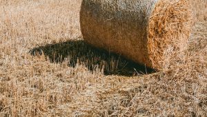 How To Grow Grass Using Hay? (Here's What You Should Know)