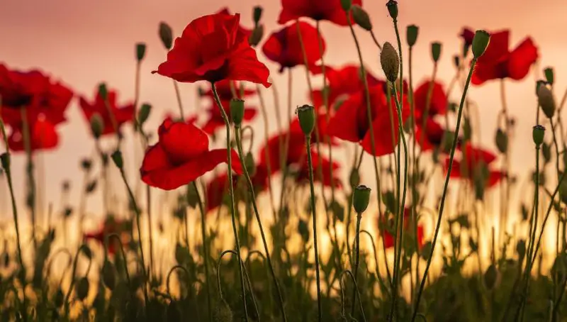 How Big Is A Poppy Seed? Here's What You Should Know About It