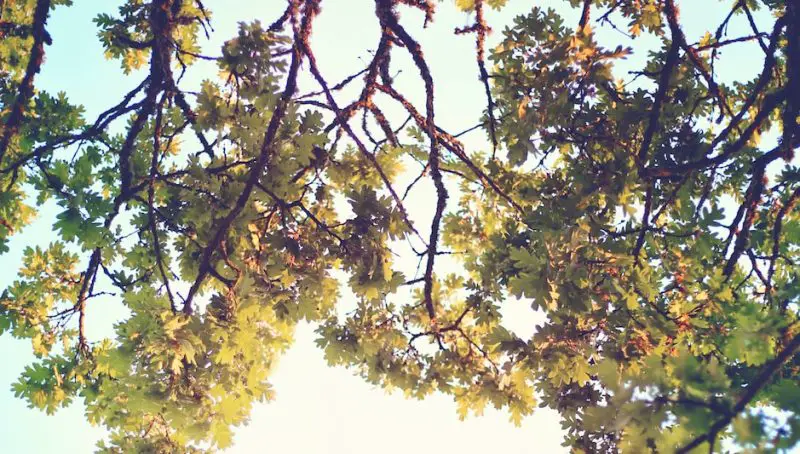 How To Identify Oak Trees? The Ultimate Explanation