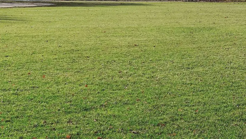 How To Fix Brown Grass? Here's Everything You Should Know