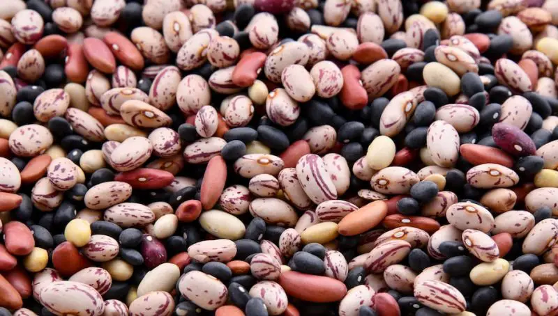 What Is The Botanical Name Of Beans? Clearly Explained!