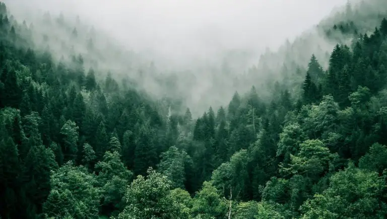 How Much Co2 Does A Tree Absorb? (Described for Everyone)