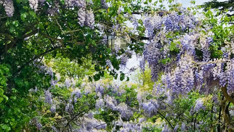 How To Remove Rocks From Soil? (Explained for Beginners)