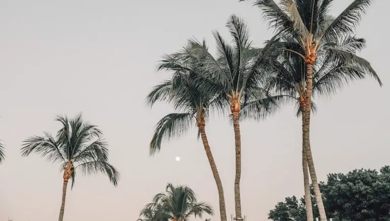 What Do Palm Tree Seeds Look Like? (Explained for Beginners)