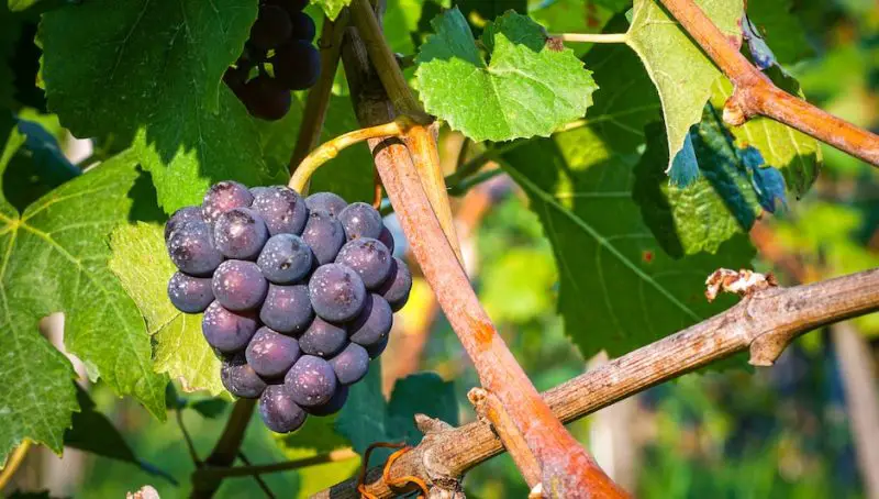 How Do Vines Grow? (Fully Explained Inside!)