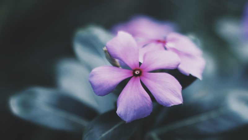 How To Grow Sadabahar From Seeds? (Described for Everyone)